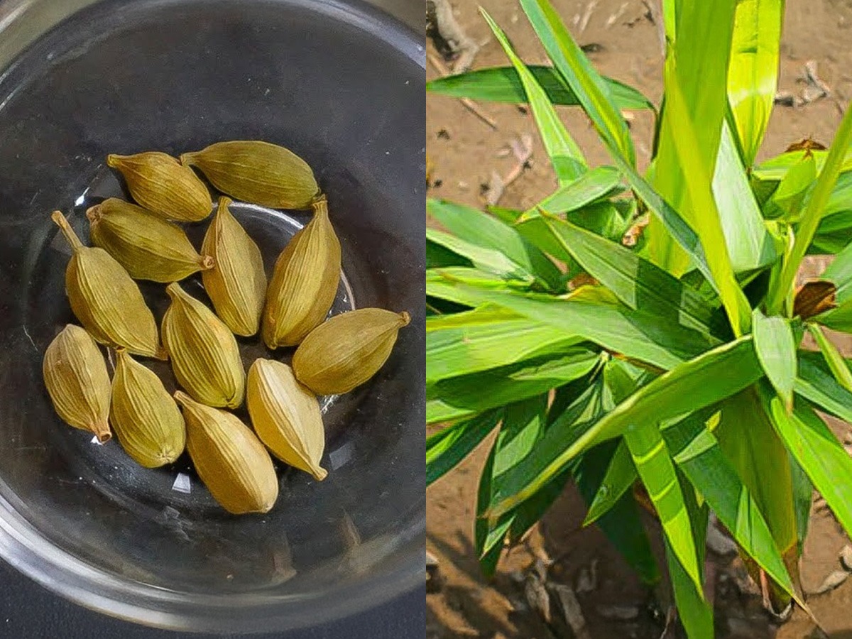 बाल्कनीत छोट्या कुंडीत लावा वेलची; ५ गार्डनिंग टिप्स, सुगंधांनं वाटेल ...