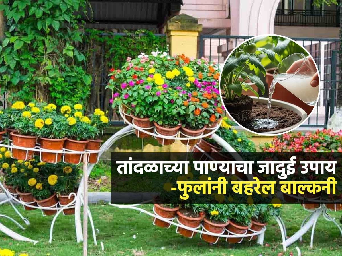 घरातल्या रोपांना फुलंच येत नाहीत? तांदूळ धुवून ते पाणी कुंडीत घाला ...