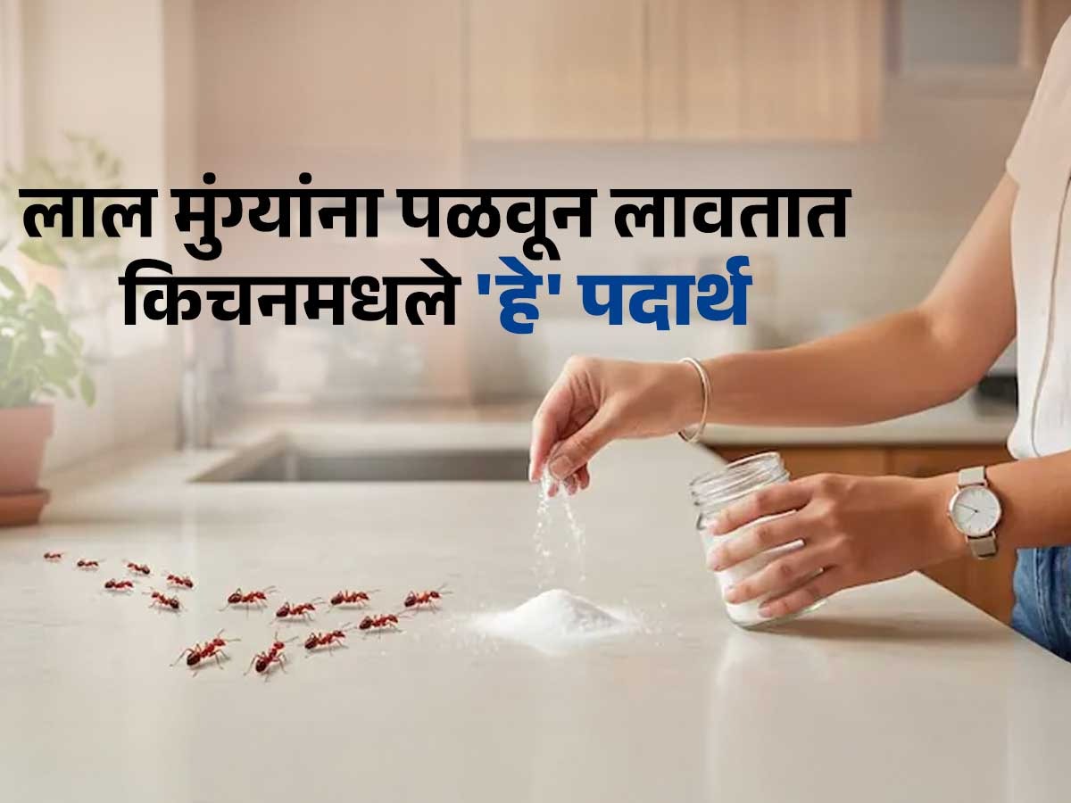 उन्हाळ्यात लाल मुंग्या वाढल्यात? घरातच्या कोपऱ्यात किचनमधले ५ पदार्थ ...
