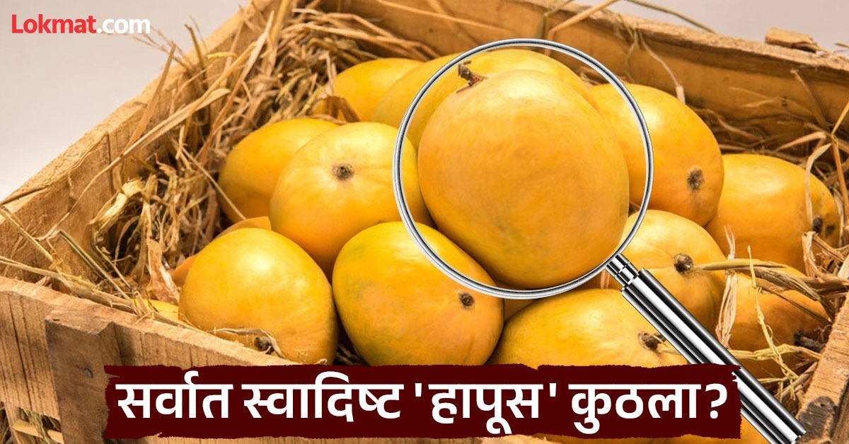 'हापूसचा खरा राजा कोण?' रत्नागिरी, देवगड की कर्नाटक… आंबाप्रेमींमध्ये ...