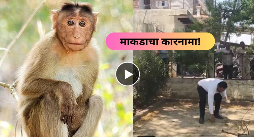 Video - नोटांचा पाऊस! माकडाने पळवली २ लाख असलेली बॅग, झाडावर बसून उडवले ...