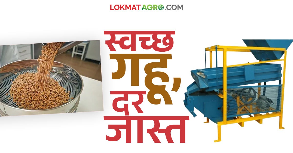 Gahu Kadhani : गहू काढणीनंतर 'या' मशीनने स्वच्छ करा, चांगला भाव मिळेल ...