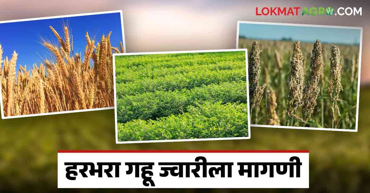 Gram and Wheat area Increased in this Rabi Season