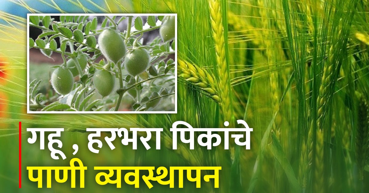 रब्बीतील गहू आणि हरभरा पिकाचे पाणी व्यवस्थापन कसे कराल? | How to manage ...
