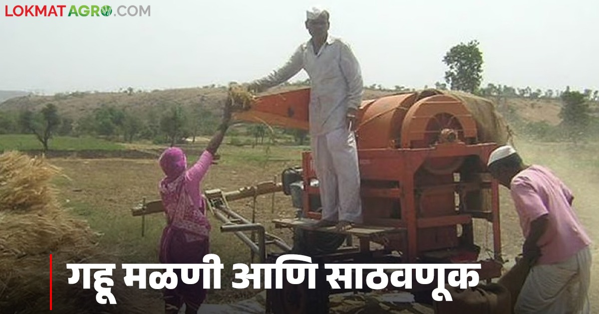 Gahu Sathvanuk : गहू मळणीनंतर साठवण्यासाठी ओलावा किती असावा? जाणून घ्या ...