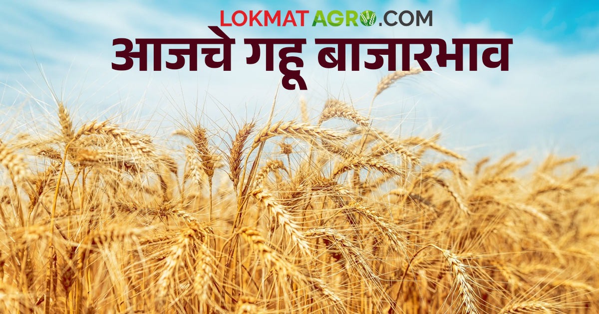 Gahu Bajar Bhav : राज्याच्या केवळ 'या' बाजारात झाला आज लिलाव; वाचा आजचे ...