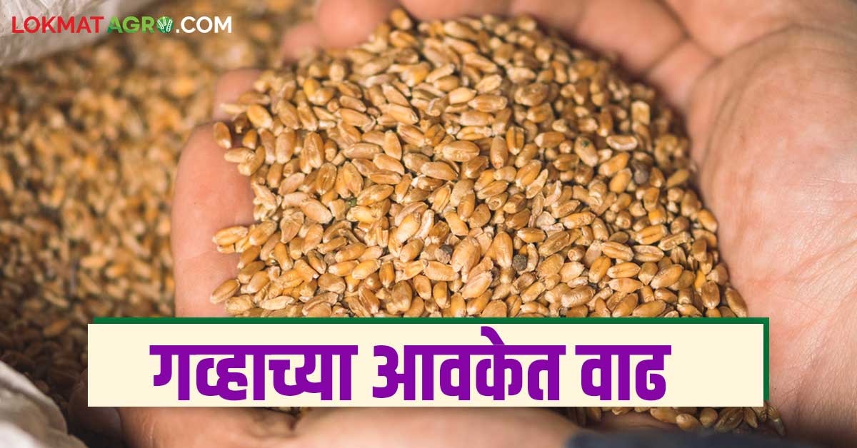 latest news today's wheat arrivals read in details
