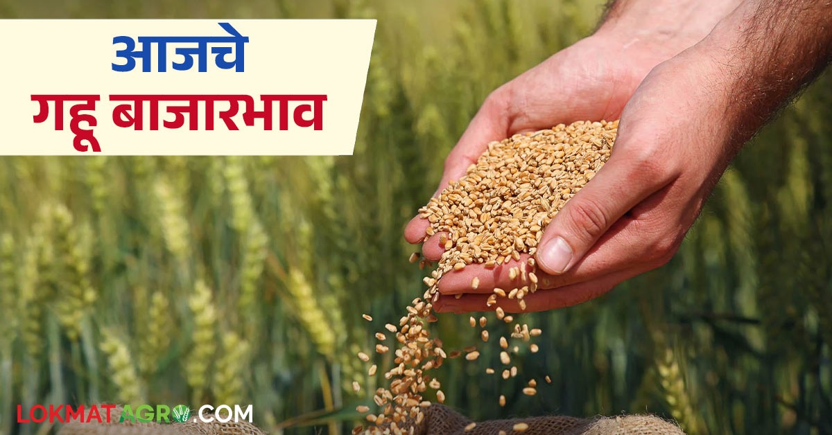 Today's Wheat arrivals read in details