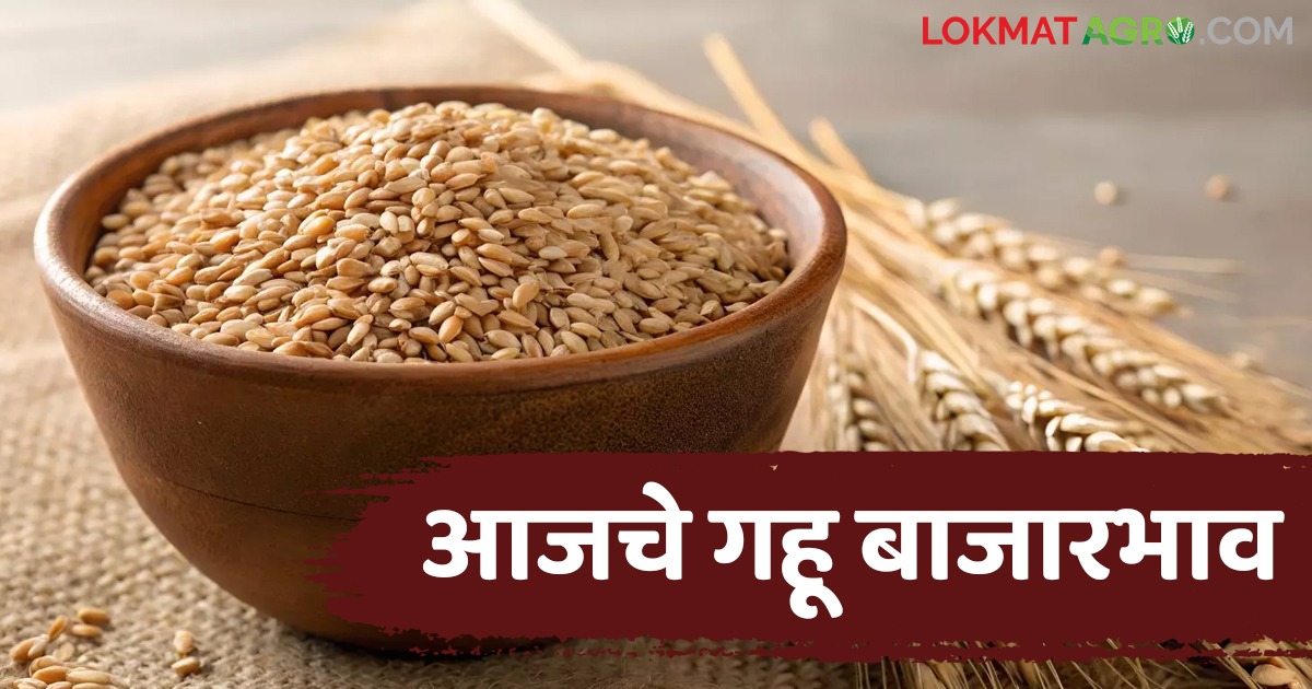 latest news Today's Wheat Arrivals in the Market read in details