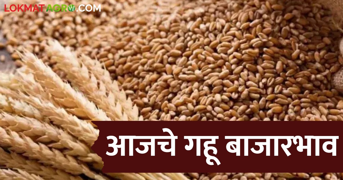 latest news Today's Wheat Market Update read in details