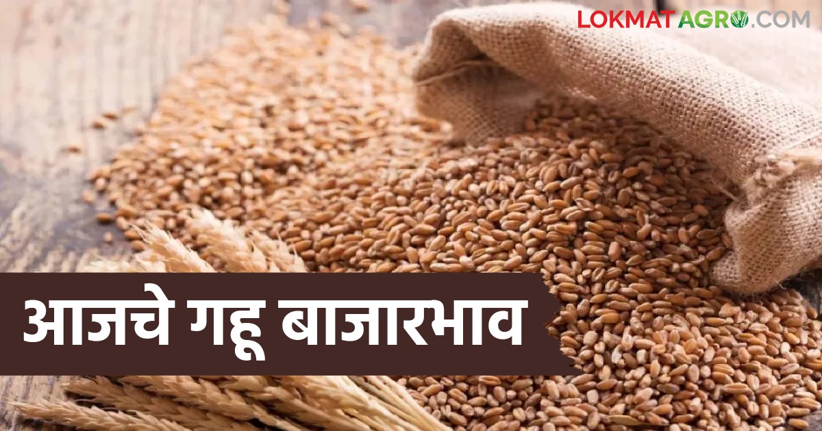latest news Today's Wheat Arrivlas in the Market read in details