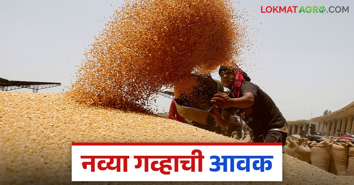 latest news of wheat market update read in details