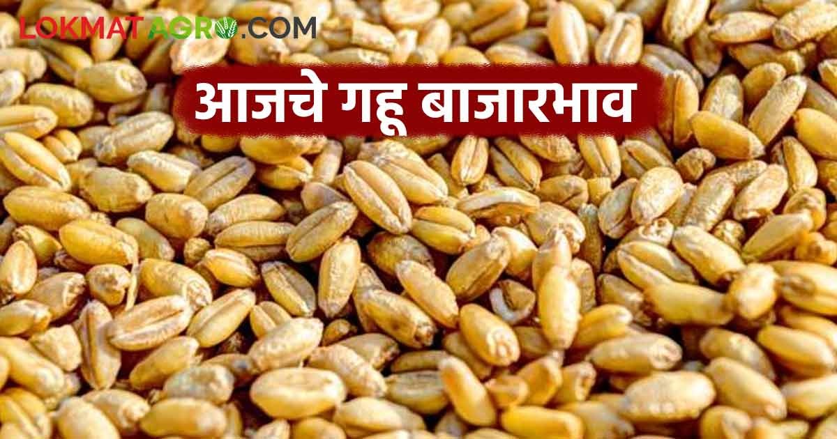 latest news Today's Wheat Arrivals in the Market read in details