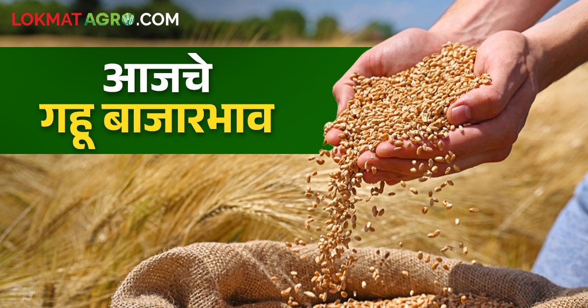 Today's Wheat Arrivals in the Market