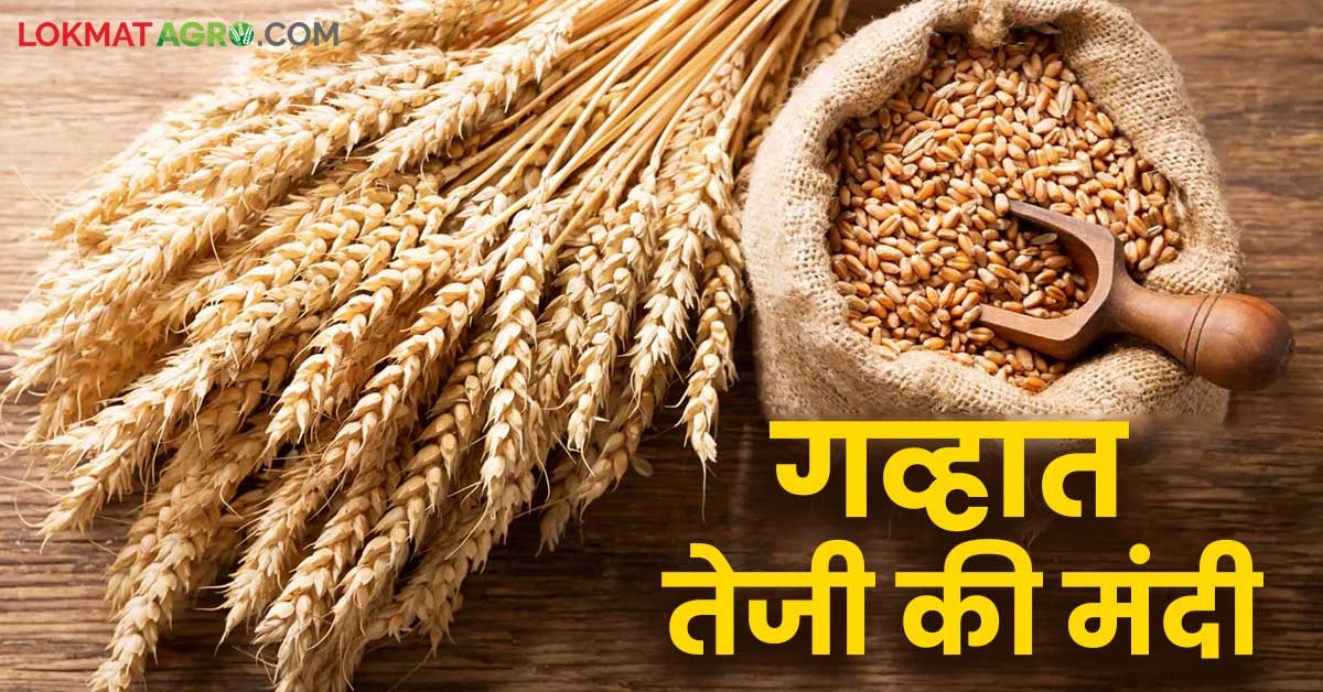 latest news Today's wheat market arrivals read in details