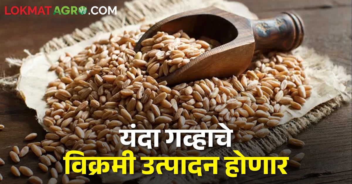 यंदा केंद्र सरकार करणार सुमारे ३२० लाख टन गहू खरेदी | This year, the ...