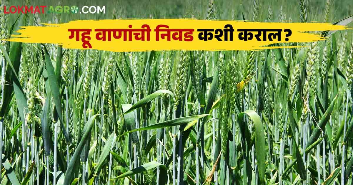 Gahu Lagwad : पेरणीच्या कालावधीनुसार कशी कराल गव्हाच्या वाणांची निवड ...