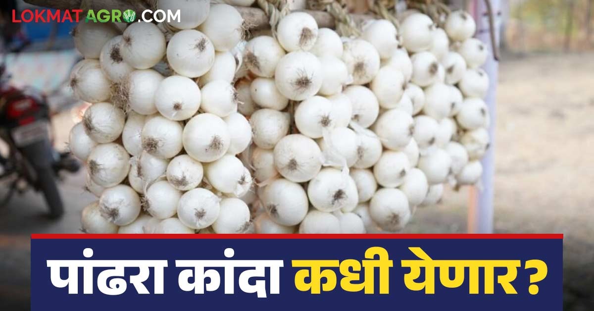 Alibag Pandhara Kanda : यंदा अलिबागचा पांढरा कांदा कधी येणार बाजारात ...
