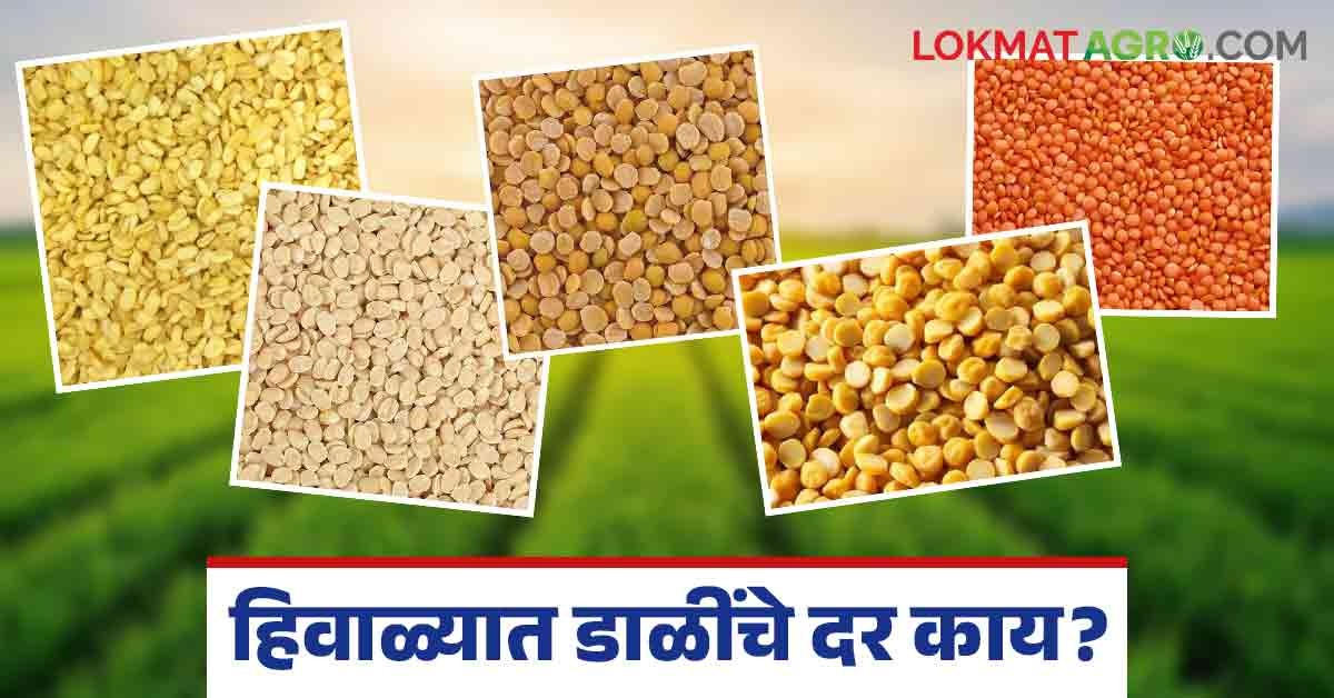 prices of pulses in the winter season read in details