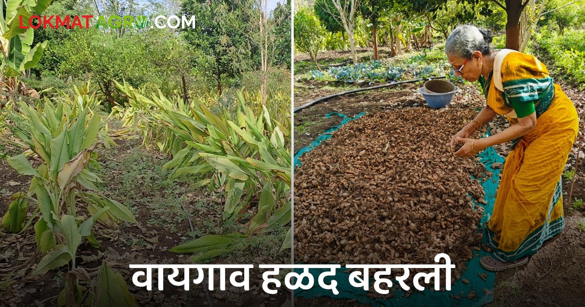 A woman doctor farmer success story read in details