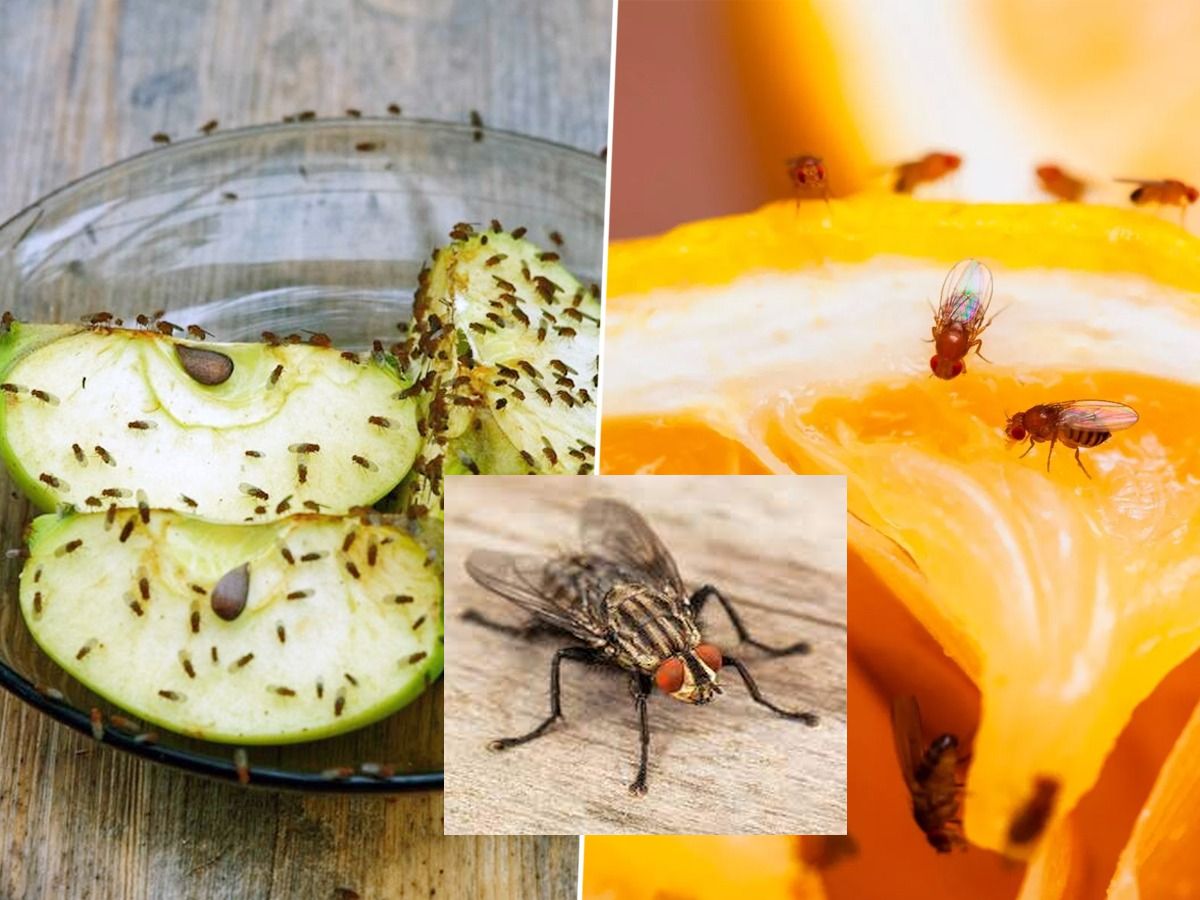 घरात चिलटं, माश्या खूप येतात ? ५ सोपे उपाय, घरातही एकही किटक दिसणार नाही - Marathi News | Tips ...