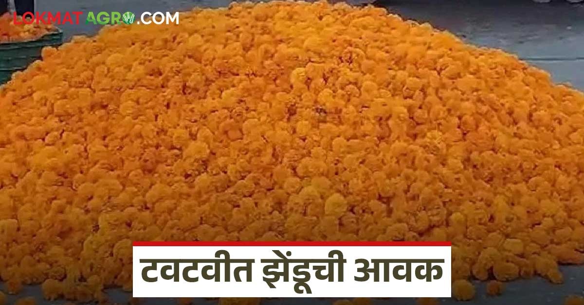 latest news Zendu Flower Market read in details