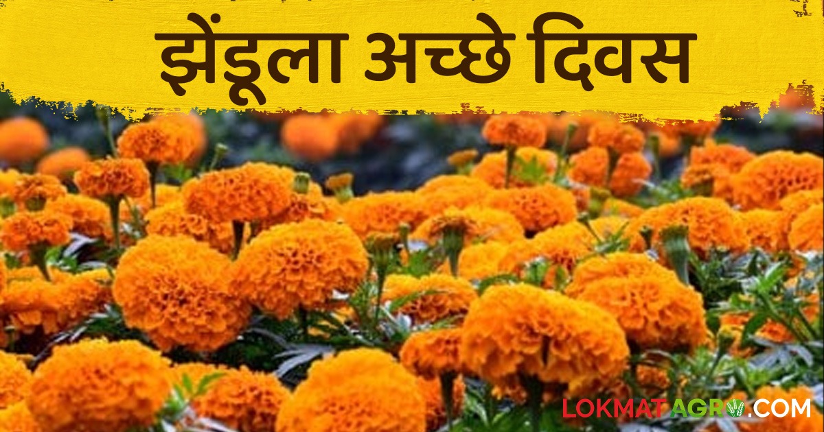 Marigolds Demand Increase in the market