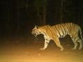 वाघ मराठी बातम्या | Tiger, Latest News & Live Updates in Marathi ...