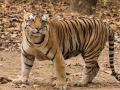 वाघ मराठी बातम्या | Tiger, Latest News & Live Updates in Marathi ...