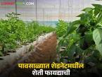 Agriculture & Farming News in Marathi, Latest Information on Organic ...