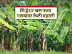 Agriculture & Farming News in Marathi, Latest Information on Organic ...