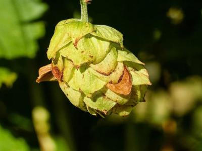 Hop shoots most expensive vegetable in world cost Rs.1 lakh per ...