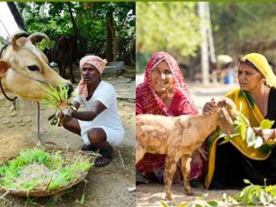 आता मोफत मिळणार चारा बियाणे; पशुपालकांसाठी सरकारची 100% अनुदानावर मोठी ...
