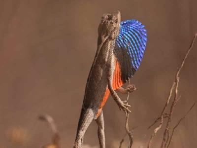 मादीला आकर्षित करण्यासाठी गळा फुगवणारा 'फॅन थ्रोटेड लिझर्ड'; दर्यापूरात ...