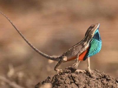मादीला आकर्षित करण्यासाठी गळा फुगवणारा 'फॅन थ्रोटेड लिझर्ड'; दर्यापूरात ...