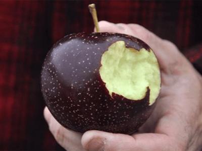 All you need to know about benefits of black diamond apple and why it ...