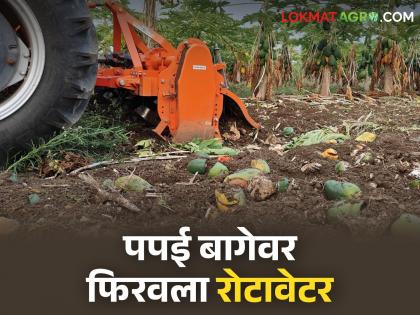 कवडीमोल बाजारदरापुढे 'गौंडगाव'च्या ज्ञानेश्वररावांनी पपई बागेवर फिरवला ...