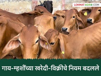latest news Ear Tag for Cattle: Rules for buying and selling cows and ...