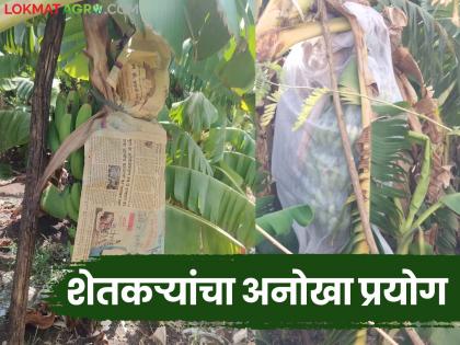 latest news Banana Bunch Protection: Farmers find an unusual solution ...