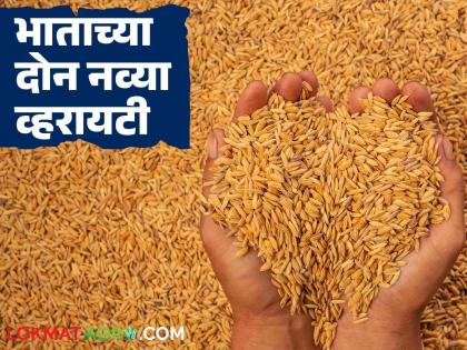 New Rice Varieties : थेट लागवडीसाठी उपयुक्त असणारे भाताचे दोन नवीन वाण ...