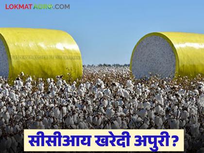 latest news CCI Kapus Kharedi: CCI procurement insufficient? Cotton ...
