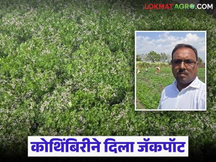 latest news Coriander Farming Success Story: Coriander gave the jackpot ...