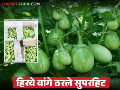 latest news Green Brinjal Market: Green brinjal from Amravati became a ...