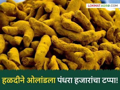 latest news Halad Market : halad bhav 15410 rupees karanja market ...