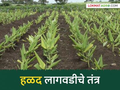 latest news Halad Lagwad : halad lagwad tantradnyan turmeric farming guide