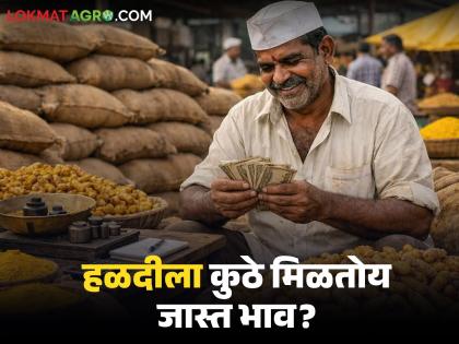 latest news Haldi Market : turmeric market rate maharashtra apmc price ...