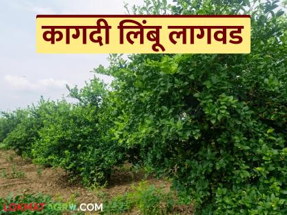 Kagdi Limbu Sheti : कमी खर्चात लाखो रुपये देणारी शेती, एक एकर लिंबू ...