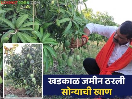 latest news Kesar Mango Farming Success Story: Earning lakhs is ...