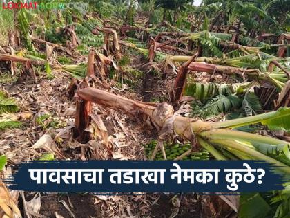 latest news Maharashtra Weather Update : achanak badalele havaman ...