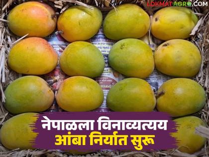 भारतीय आंब्याच्या आयातीवर नेपाळमध्ये बंदी नाही; केंद्रीय कृषी ...